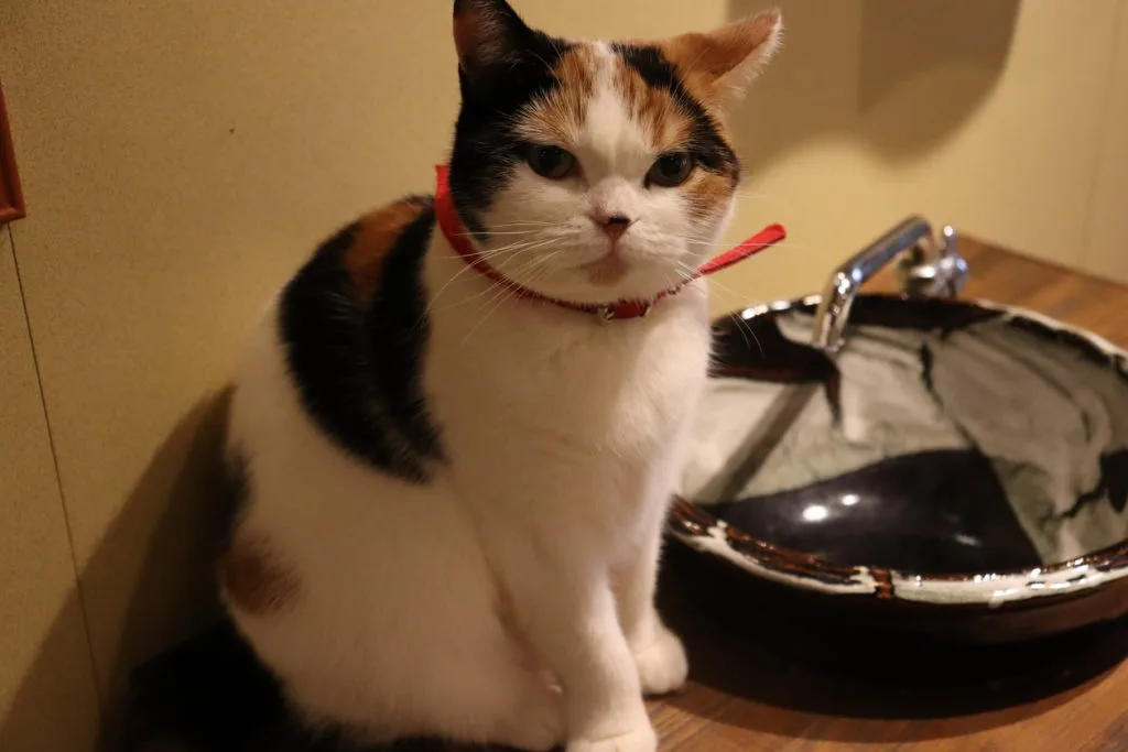 At Dotonbori, you may see the male calico cat which reckons good luck ...